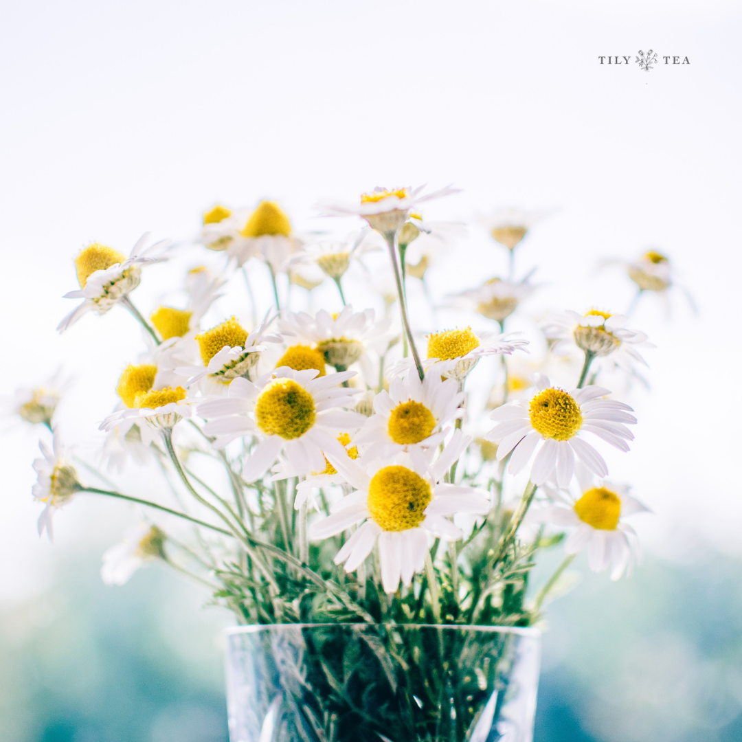 Getting to Know: Chamomile – Tily Tea